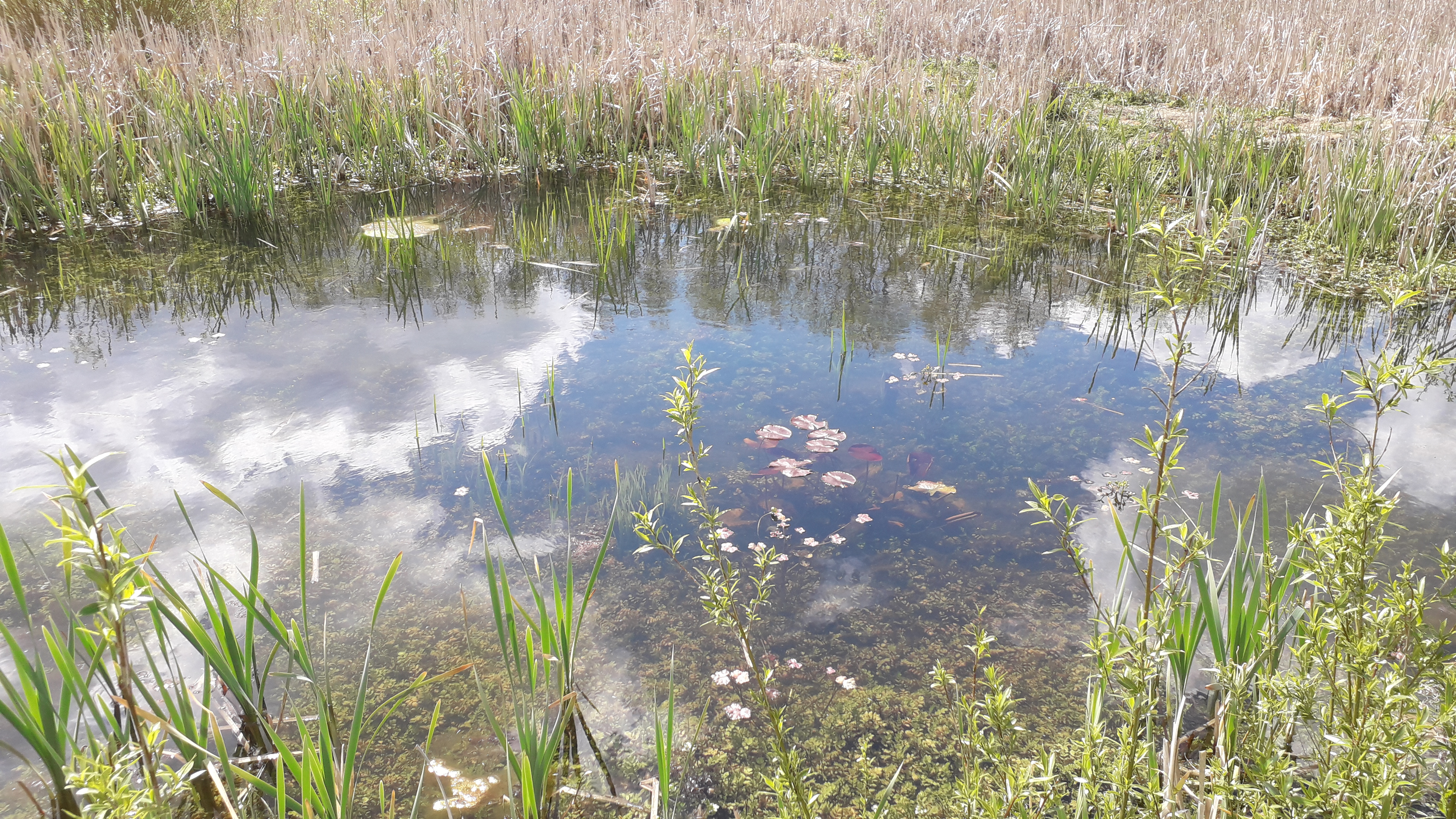 How Sheffield City Council is delivering nature recovery in an urban ...